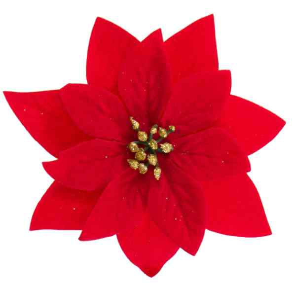 Poinsecja Velvet - główka Red GWIAZDA BETLEJEMSKA